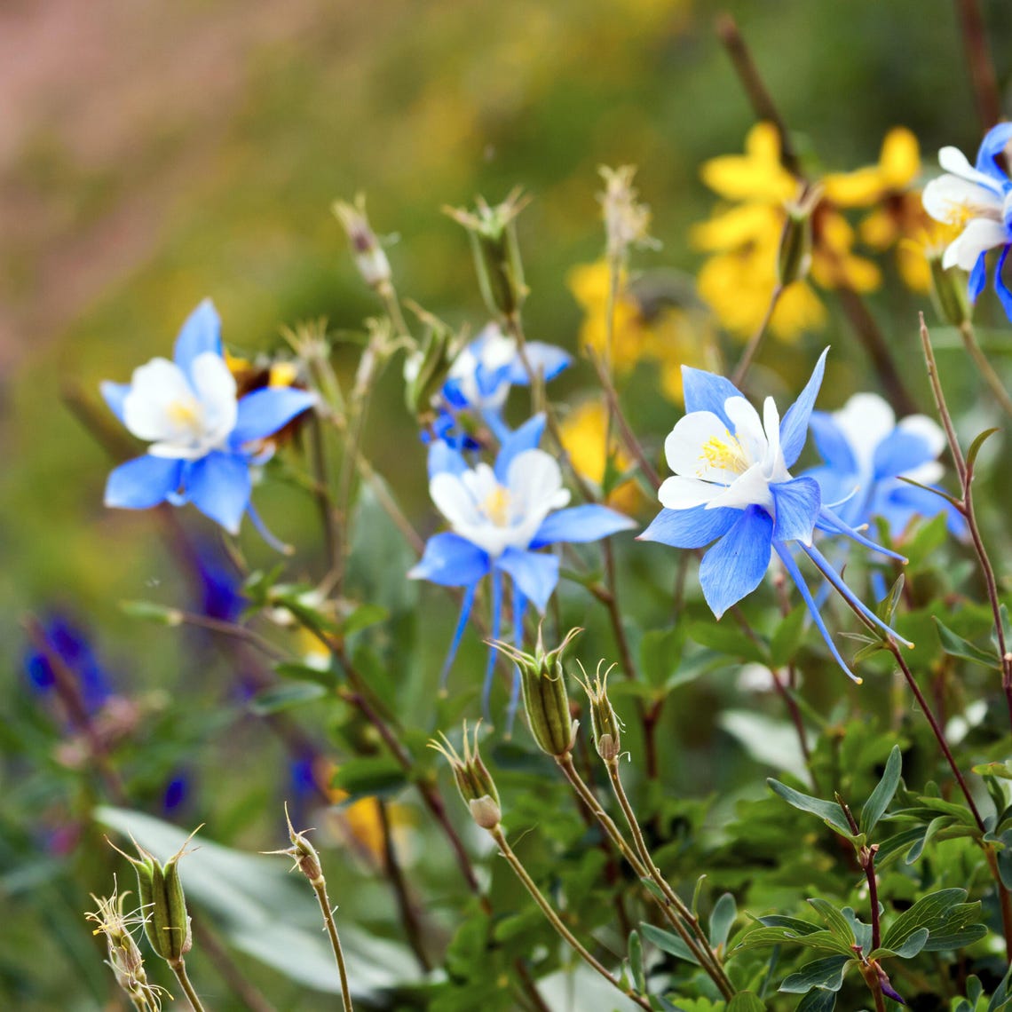 Blue Rocky Mountain Columbine Seeds - Cold Resistant - Deciduous ...