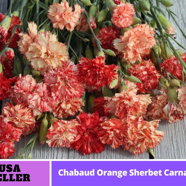 Chabaud - Etsy