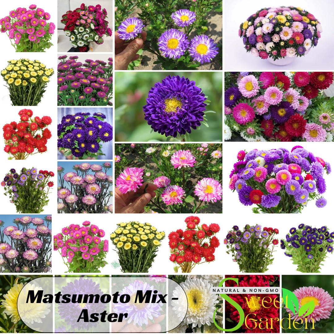 Giant of California Mix - Aster Seeds - Perennial -authentic Seeds ...