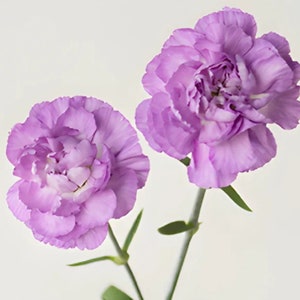 30s|moonberry Light Purple Mini Carnation - Authentic Seeds - Dianthus ...