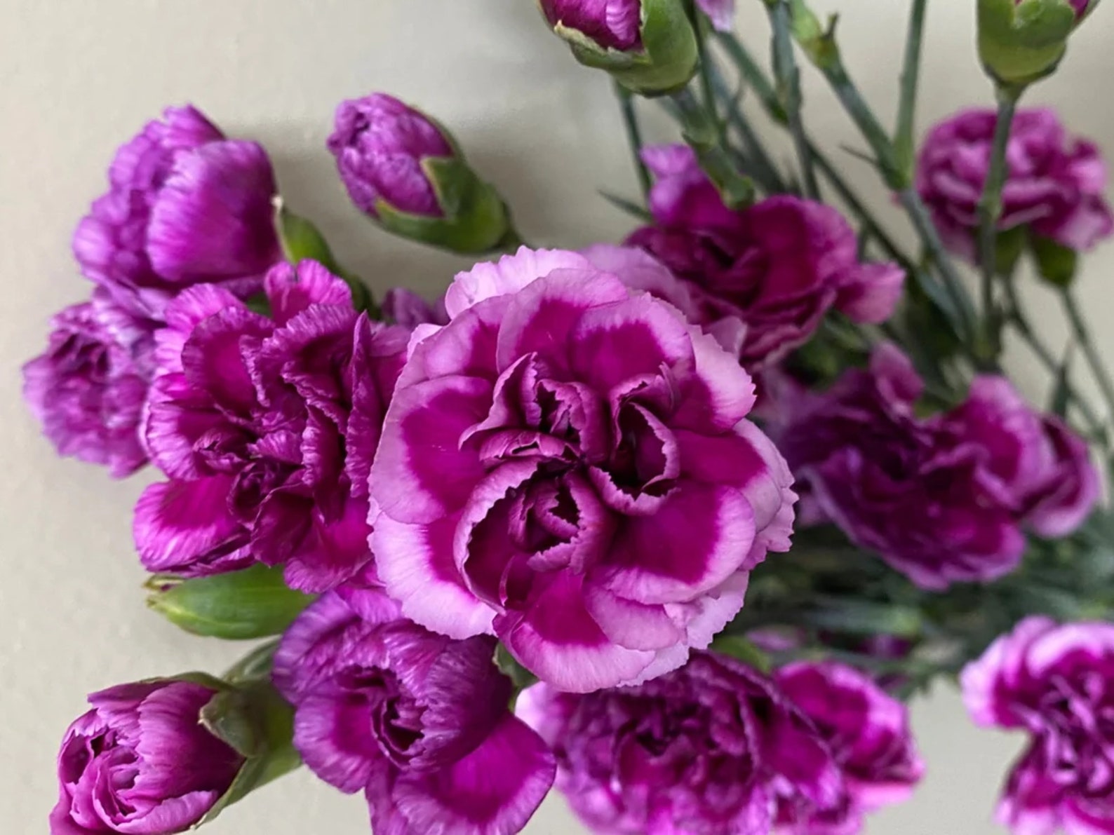 30s|violet White Purple Mini Carnation - Authentic Seeds - Dianthus ...