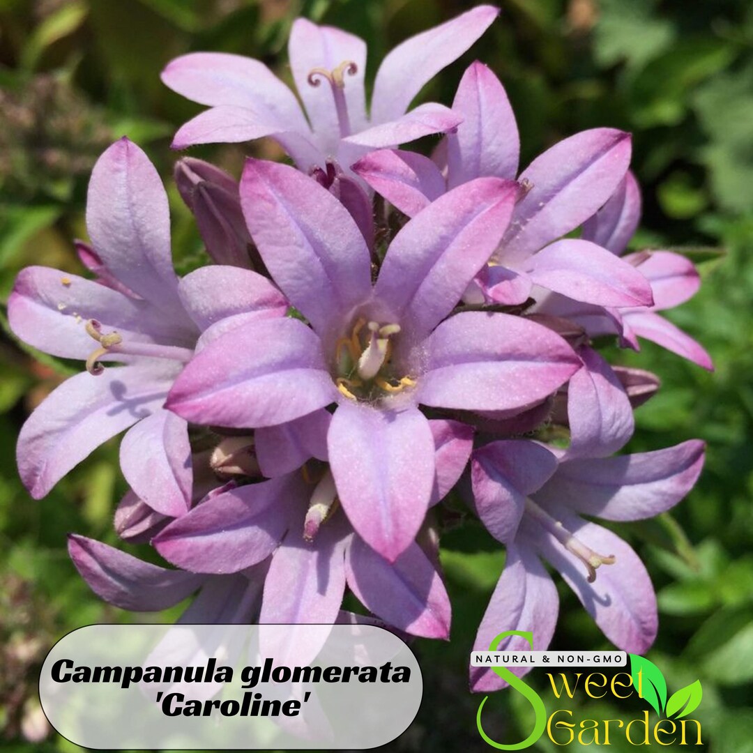 Campanula Glomerata 'caroline'' -authentic Seeds -vegetable Seeds-mix ...