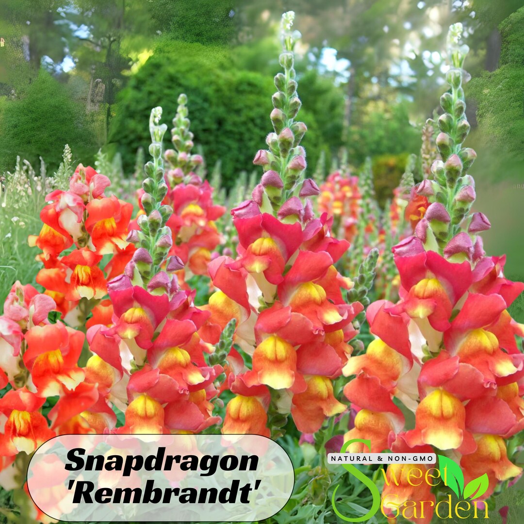 Snapdragon 'rembrandt' Seeds - Cold Resistant -attracts Pollinators ...