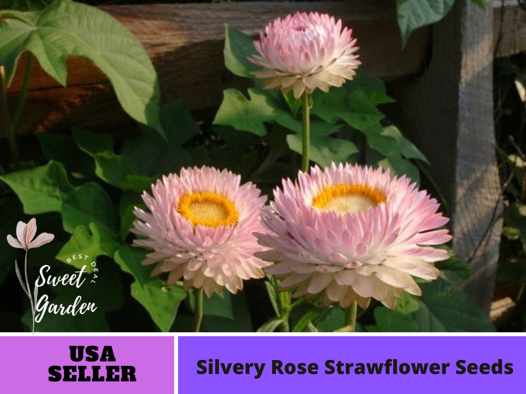 Silvery Rose Strawflower-perennial authentic Seeds-flowers organic. Non ...