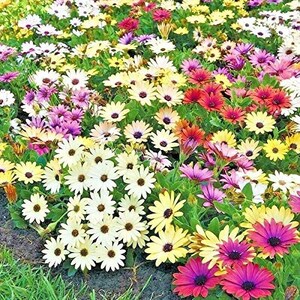 100s|africa Daisy Mix Seeds - Perennial - Authentic Seeds - Daisy ...