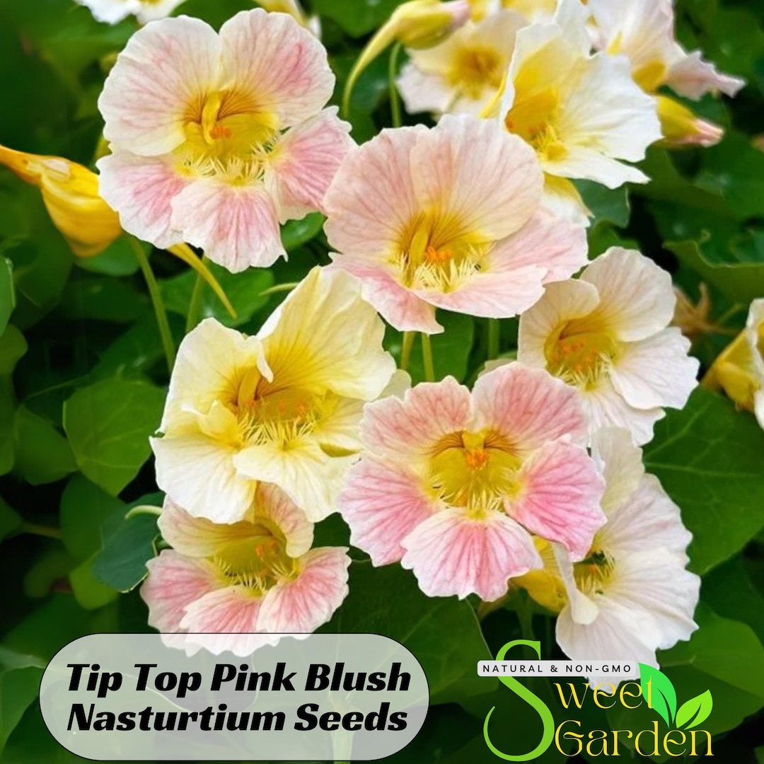 Tip Top Pink Blush Nasturtium Seeds - Fast Growing - Flowering- Open ...