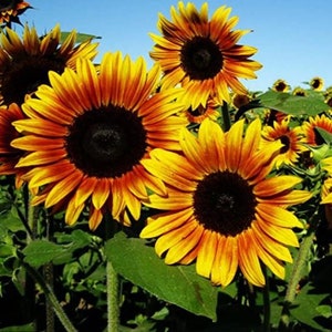 Yellow and Brown Firecracker Sunflower Seeds perennial authentic Seeds ...