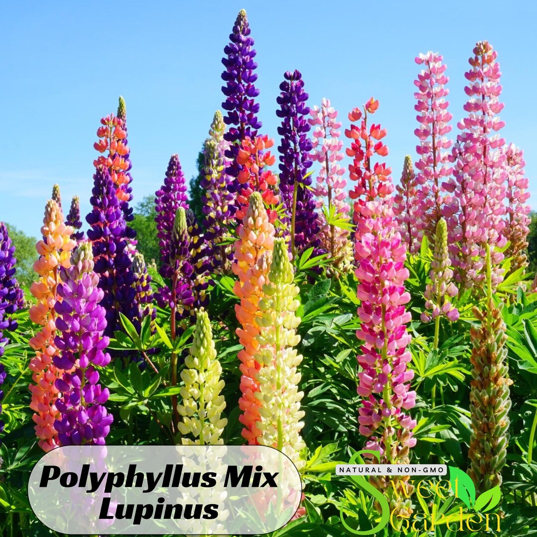 Polyphyllus Mix Lupinus Seeds- Lupinus - Bluebonnet - Authentic ...