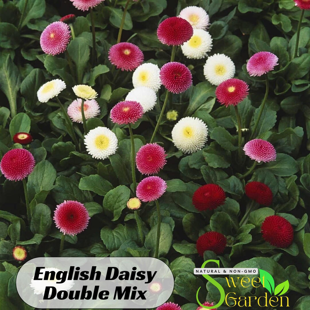 100s|english Daisy Double Mix Seeds - Perennial - Authentic Seeds - Daisy Flowers - Rare Seeds ...