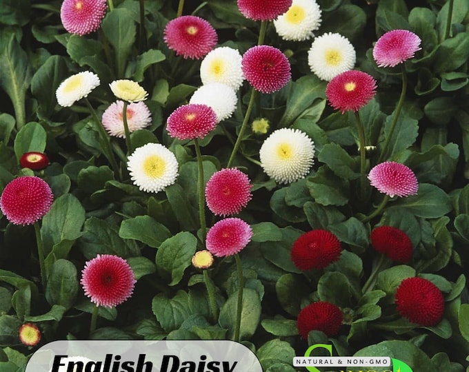 English Daisy Double Flower Mix Seeds - Authentic Seeds - Cold ...