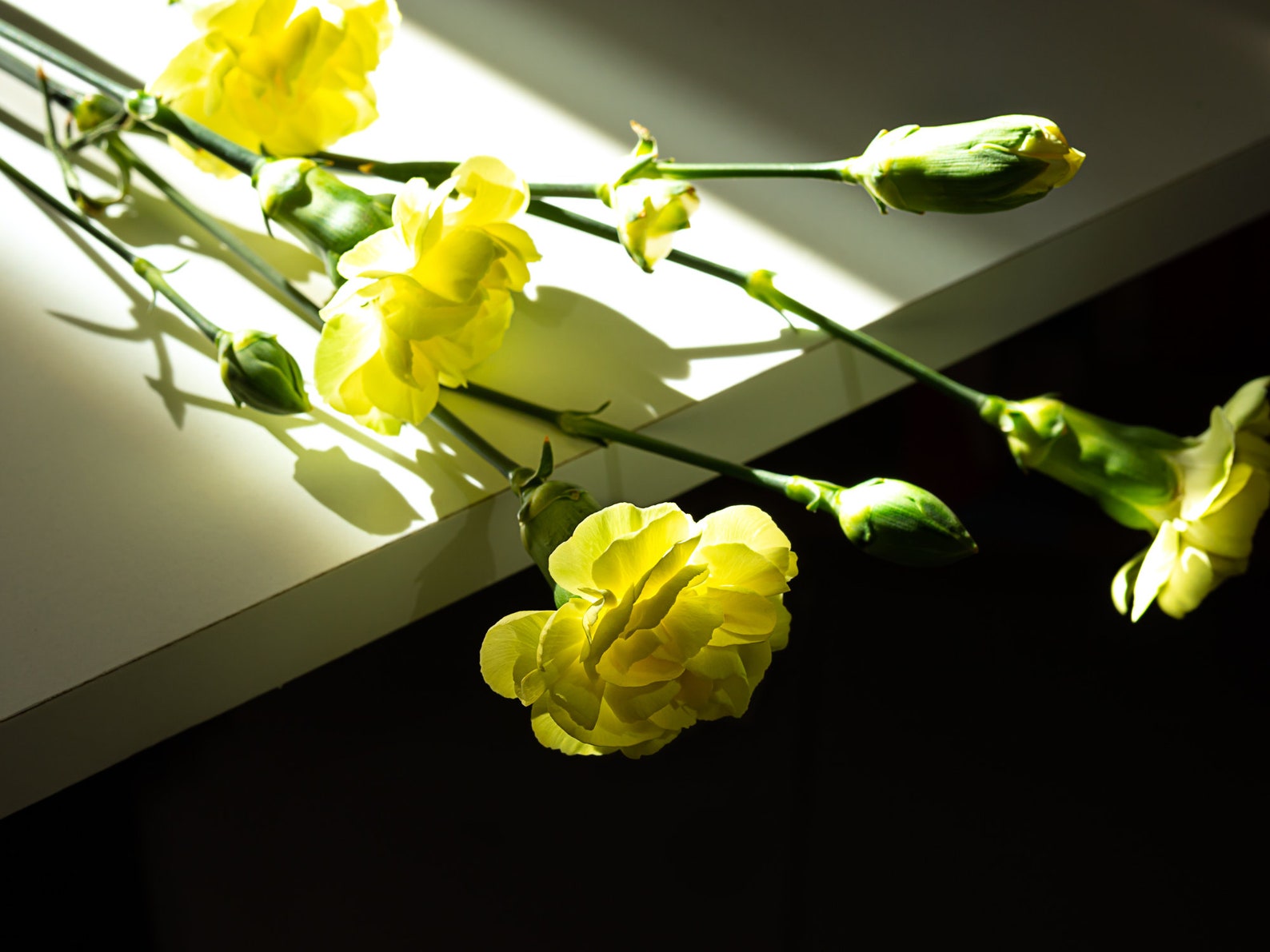 30s|Yellow Carnations - Dianthus Seeds - Authentic Seeds - Dianthus ...