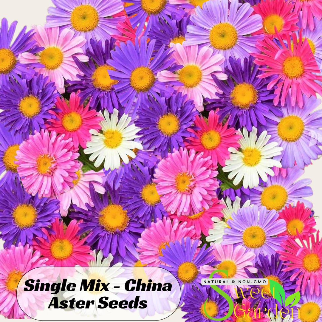 Single Mix - China Aster Seeds - Perennial -authentic Seeds -vegetable ...