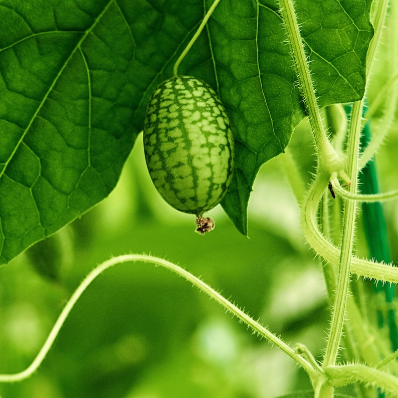 Cucamelon Seeds - Edible - Self-pollinating - Open-pollinating - Cold ...