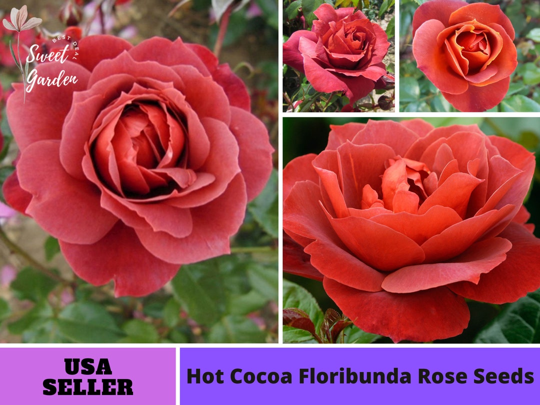 Gogrgeous Hot Cocoa Rose Seeds Perennial Authentic Seeds Flowers Easy ...