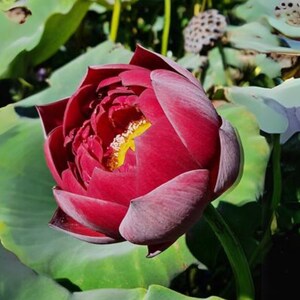 5+ Rare Seeds| Black Red Lotus(mo Hong Lotus) Seeds - Indian Lotus ...