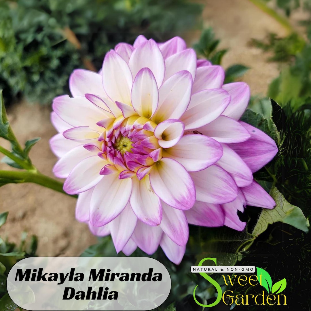 Mikayla Miranda Dahlia Seeds - Perennial - Flowers - Clumping - Dahlia ...