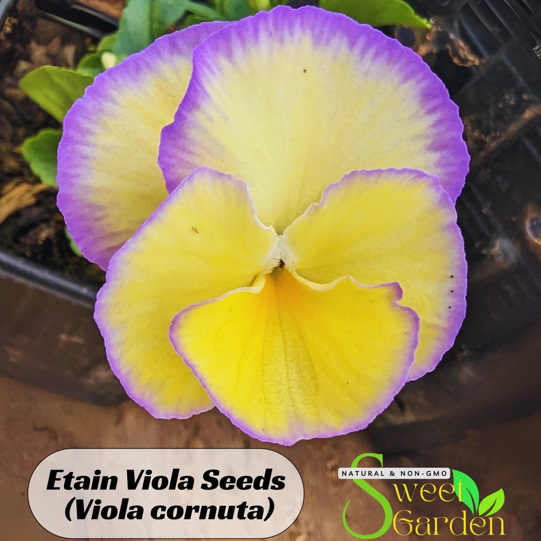 Etain Viola Seeds (viola Cornuta) Seeds - Cold Resistant - Self ...