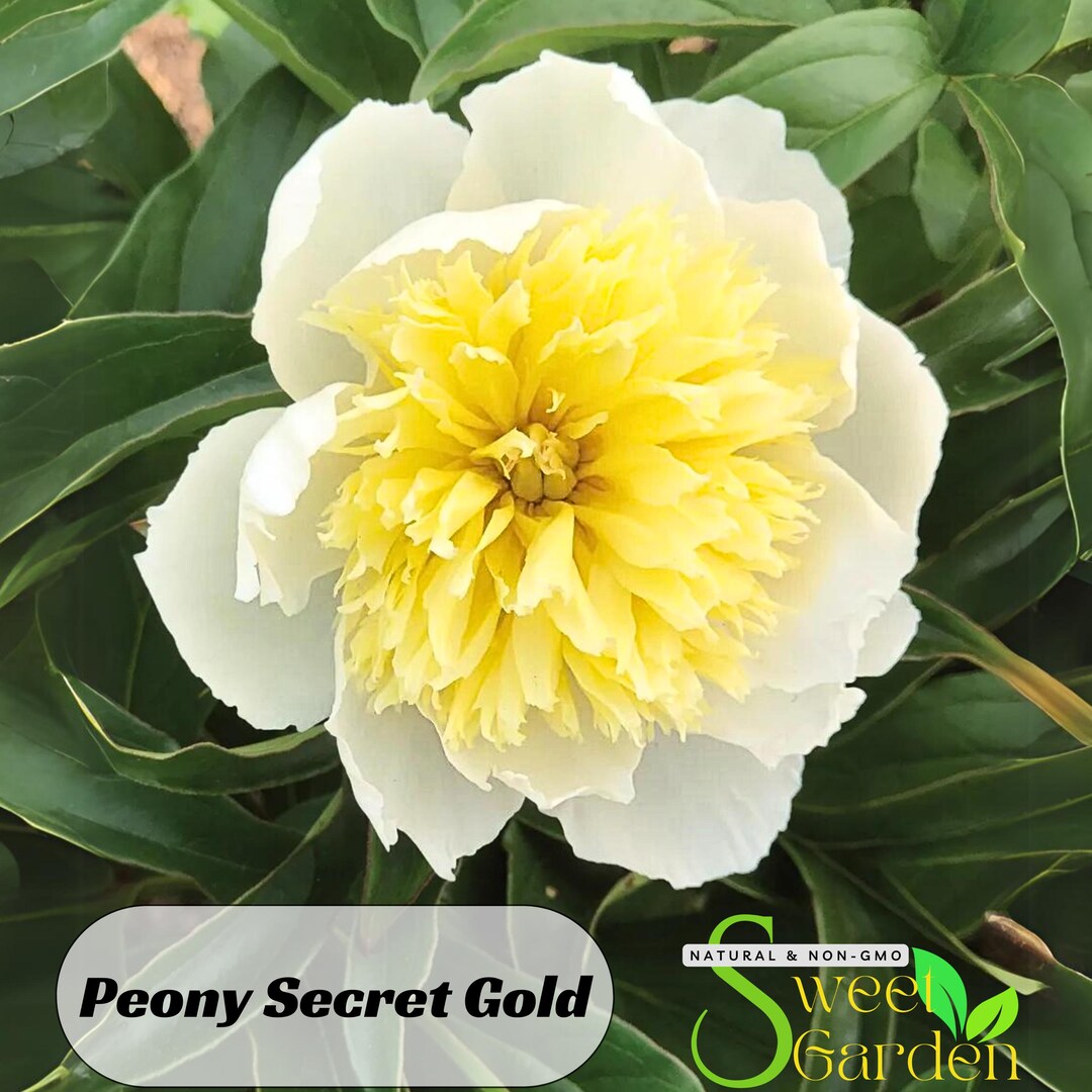 10+ Rare Seeds| Peony Secret Gold Seeds - Perennial - Authentic Seeds ...