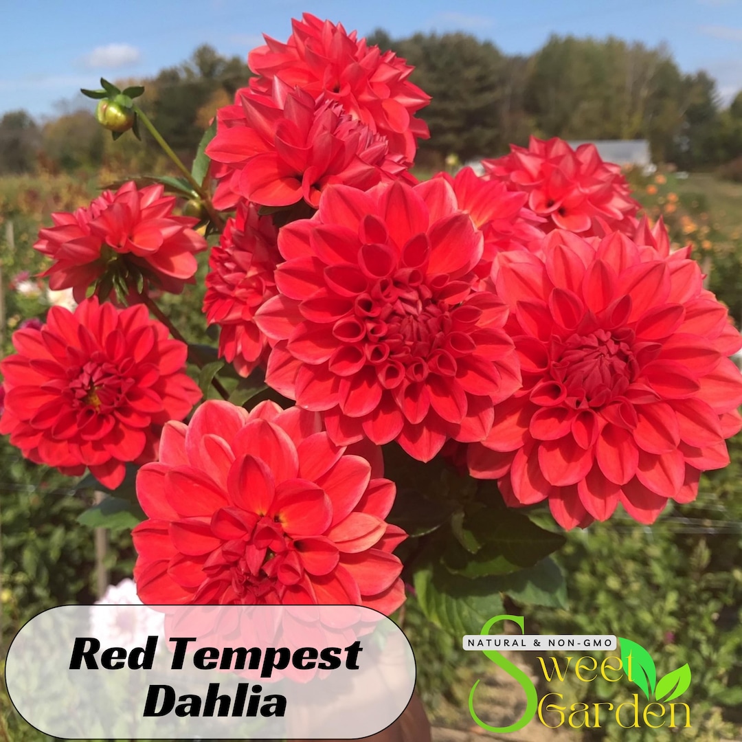 Tempest Dahlia Perennial Seeds - Perennial - Flowers - Clumping ...