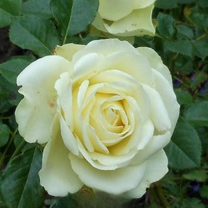 Bright Green Rose Seeds - Perennial - Authentic Seeds - Flowers - Easy ...