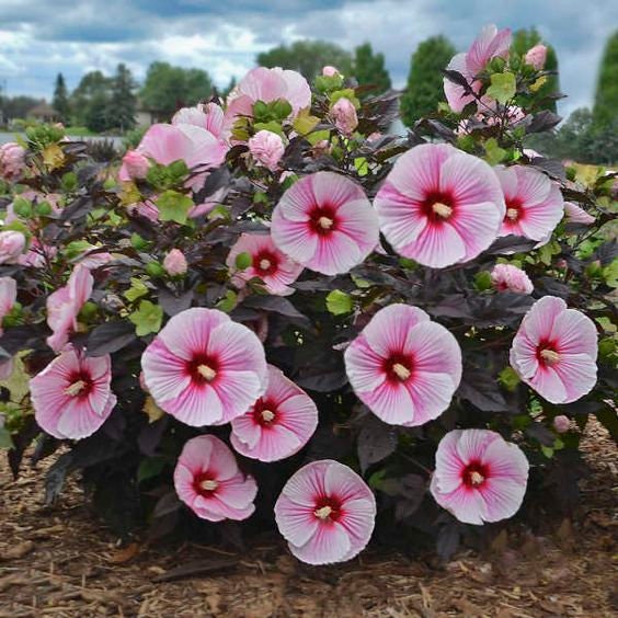 Rose Mallow Hibiscus Seeds -perennial -authentic Seeds-flowers -. Non ...