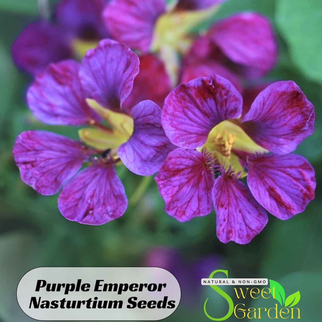 Purple Emperor Nasturtium Seeds - Fast Growing - Flowering- Open ...