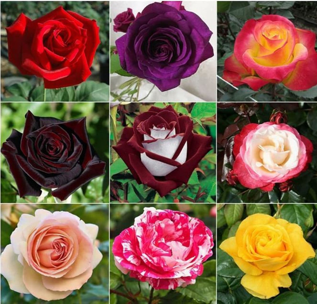 Muti Color Mix Rose Seeds Perennial authentic Seeds-flowers organic ...