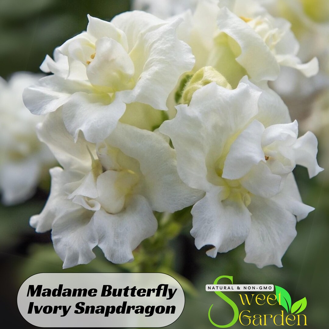 Madame Butterfly Ivory Snapdragon Seeds - Cold Resistant -attracts ...