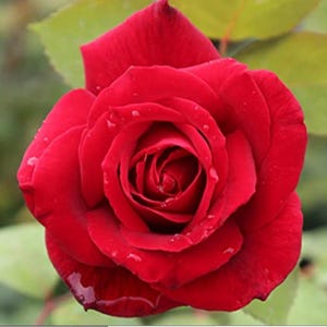 Red Mr. Lincoln Rose Seeds - Hybrid Tea, Perennial Flower - Etsy