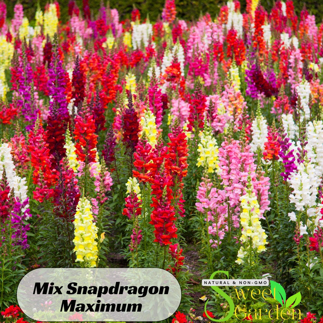Mix Snapdragon Maximum Seeds - Cold Resistant - Potted - Attracts ...
