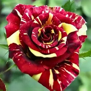 Meteor Shower Rose Seeds - Perennial - Authentic Seeds - Flowers - Easy ...