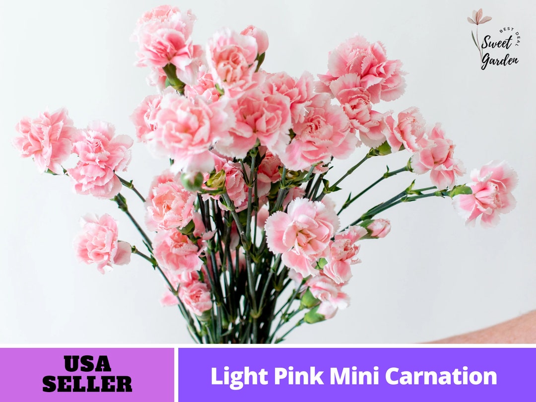 Light Pink Mini Carnation-authentic Seeds-organic. Non GMO seeds-mix ...