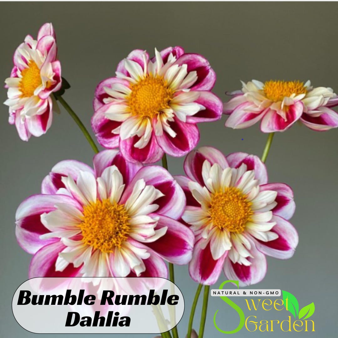 Bumble Rumble Dahlia Seeds - Perennial - Authentic Seeds - Flowers ...