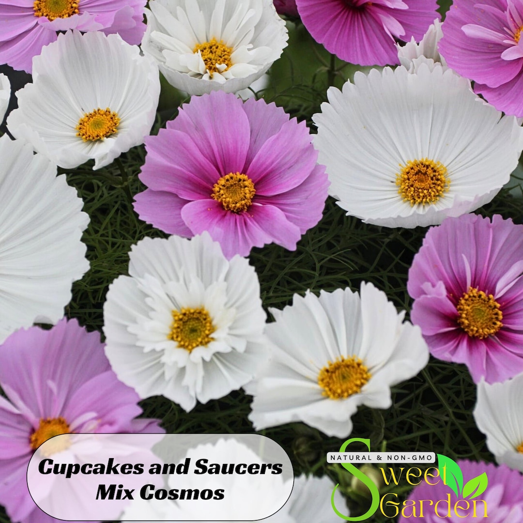 50s|cupcakes and Saucers Mix Cosmos Seeds - Annual - Authentic Seeds ...