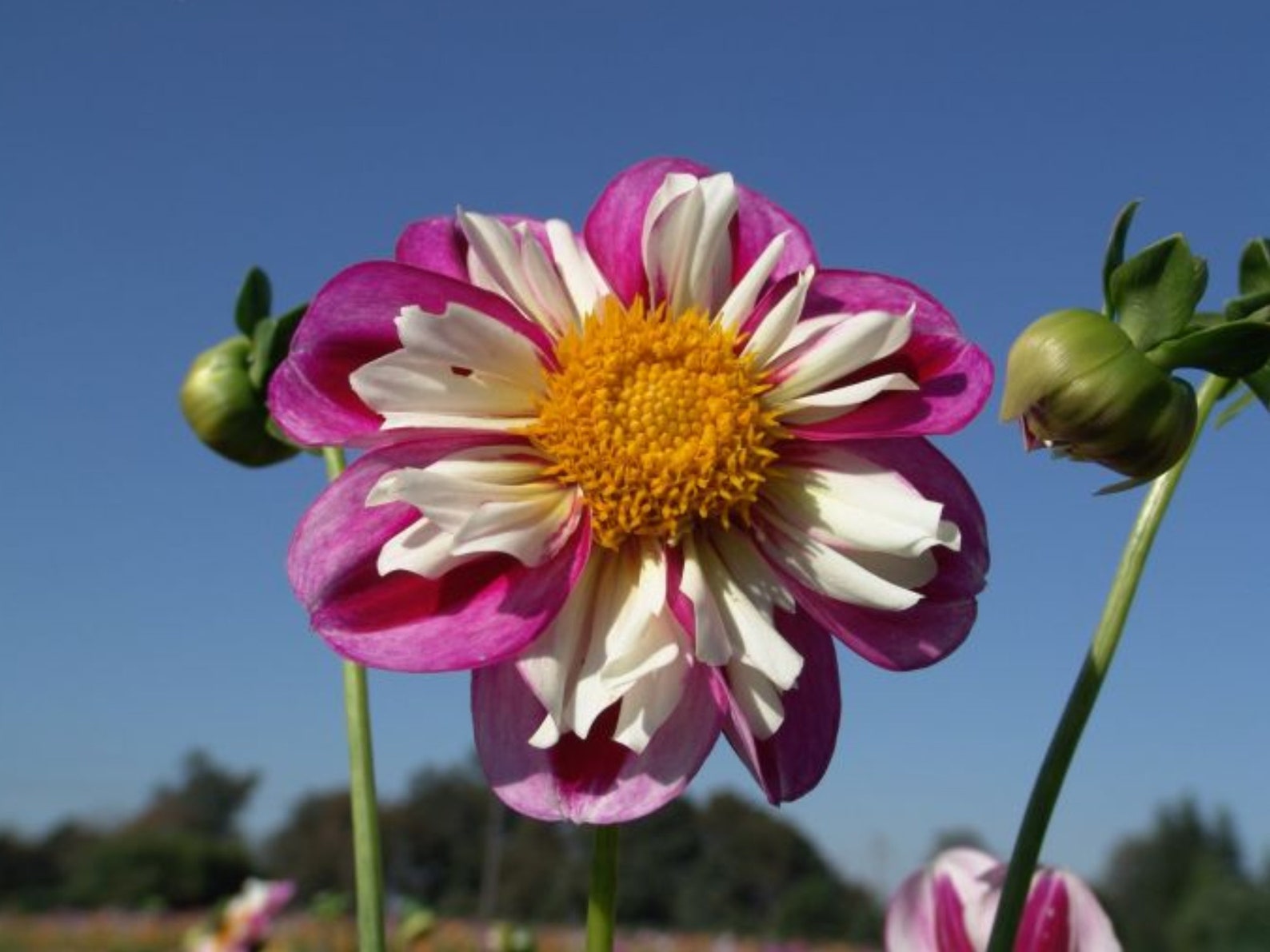 Bumble Rumble Dahlia Seeds - Perennial - Authentic Seeds - Flowers ...