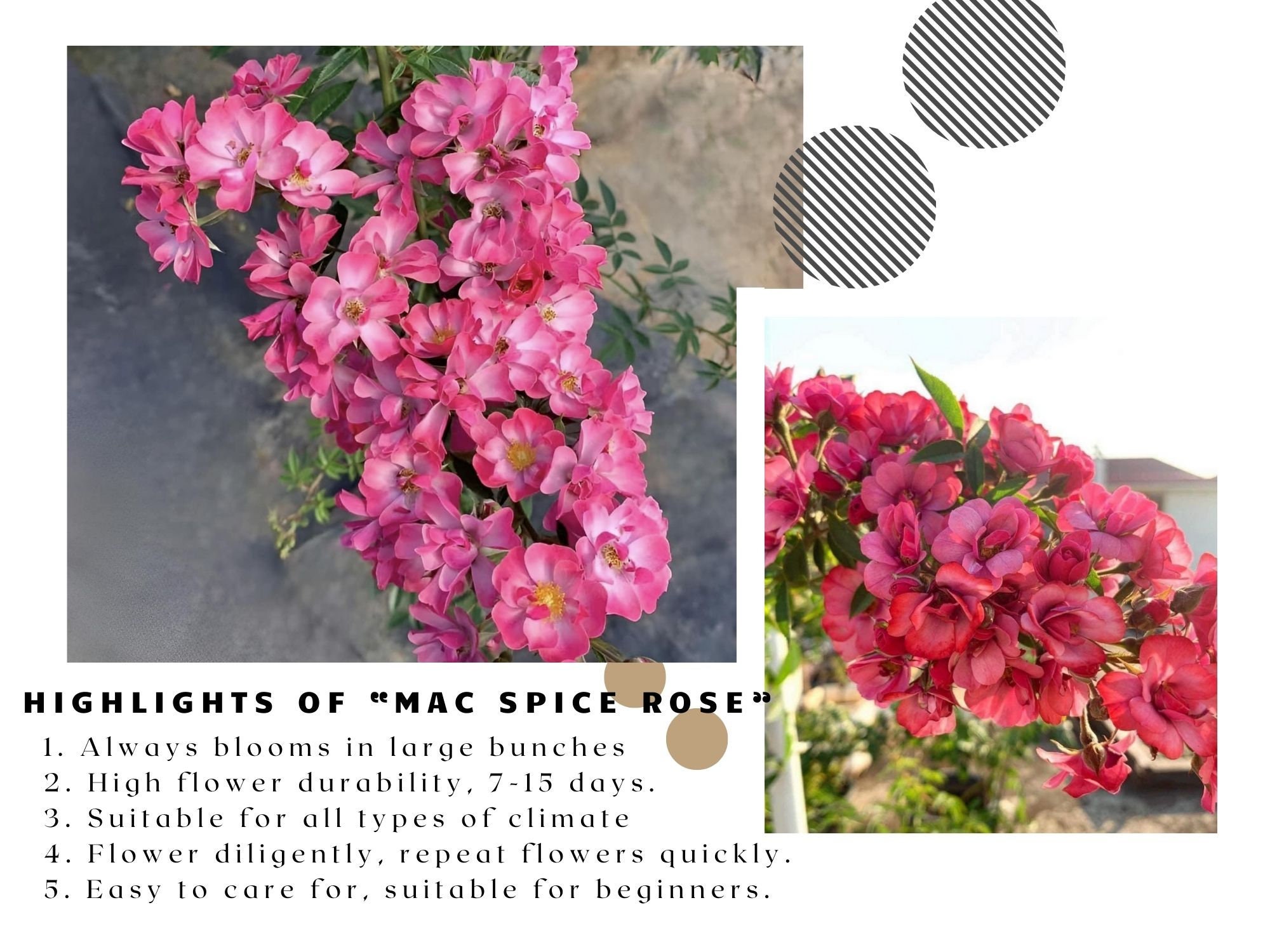 126+ Seeds | Mac Spice Rose - Angela Rose - Friendship of Stranger Rose ...