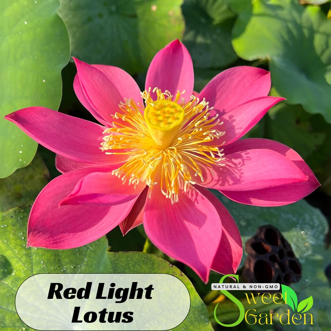 5+ Rare Seeds| Red Light 15 Lotus Seeds - Indian Lotus (nelumbo ...