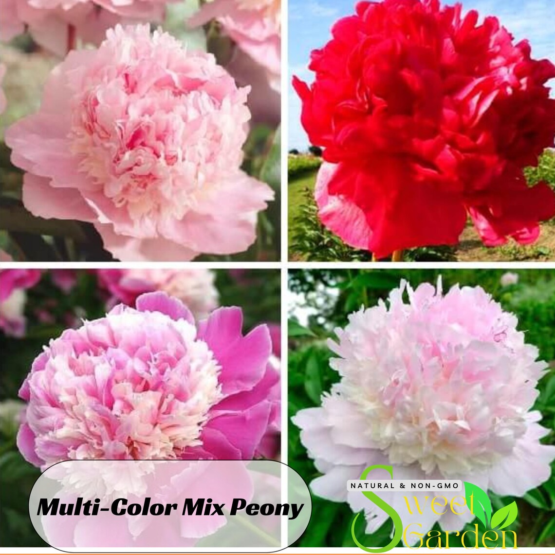 10+ Rare Seeds| Muti-mix Peony Seeds - Perennial - Authentic Seeds ...