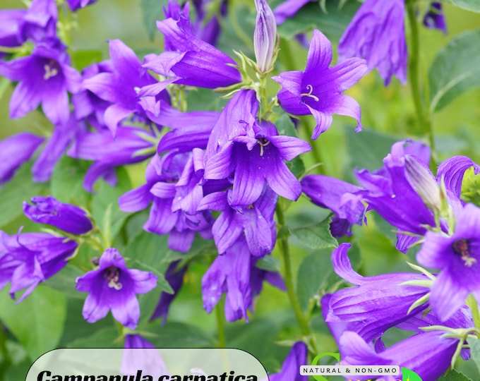 Bellflower Seed Bellflower Superba Perennial Flower Seeds 1000 Seeds - Etsy