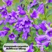 Tatami Room Rose Seeds - Perennial - Authentic Seeds - Flowers - Easy ...