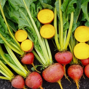 30 Seeds Touchstone Gold Beet Seeds perennial authentic Seeds-flowers ...