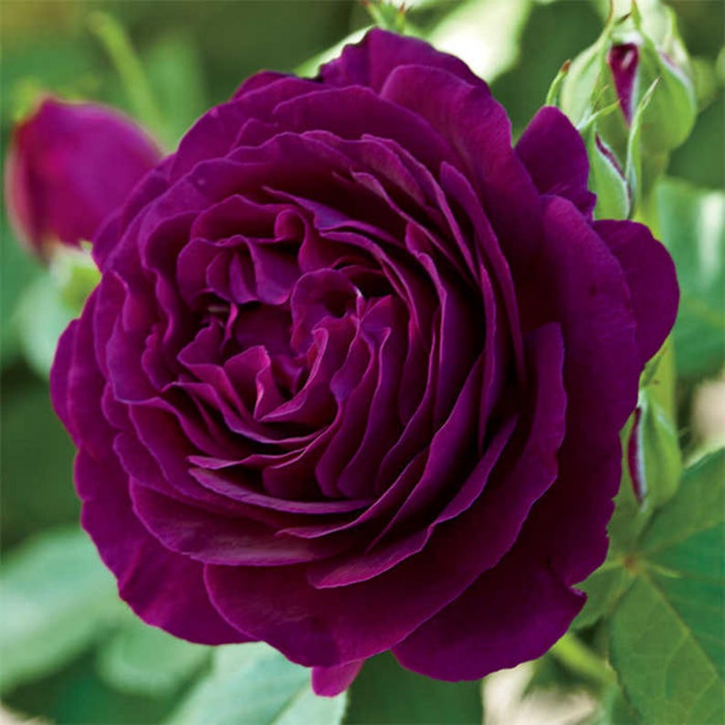 Twilight Rose Seeds - Dark Red Grandiflora, Perennial Climbing Flowers ...