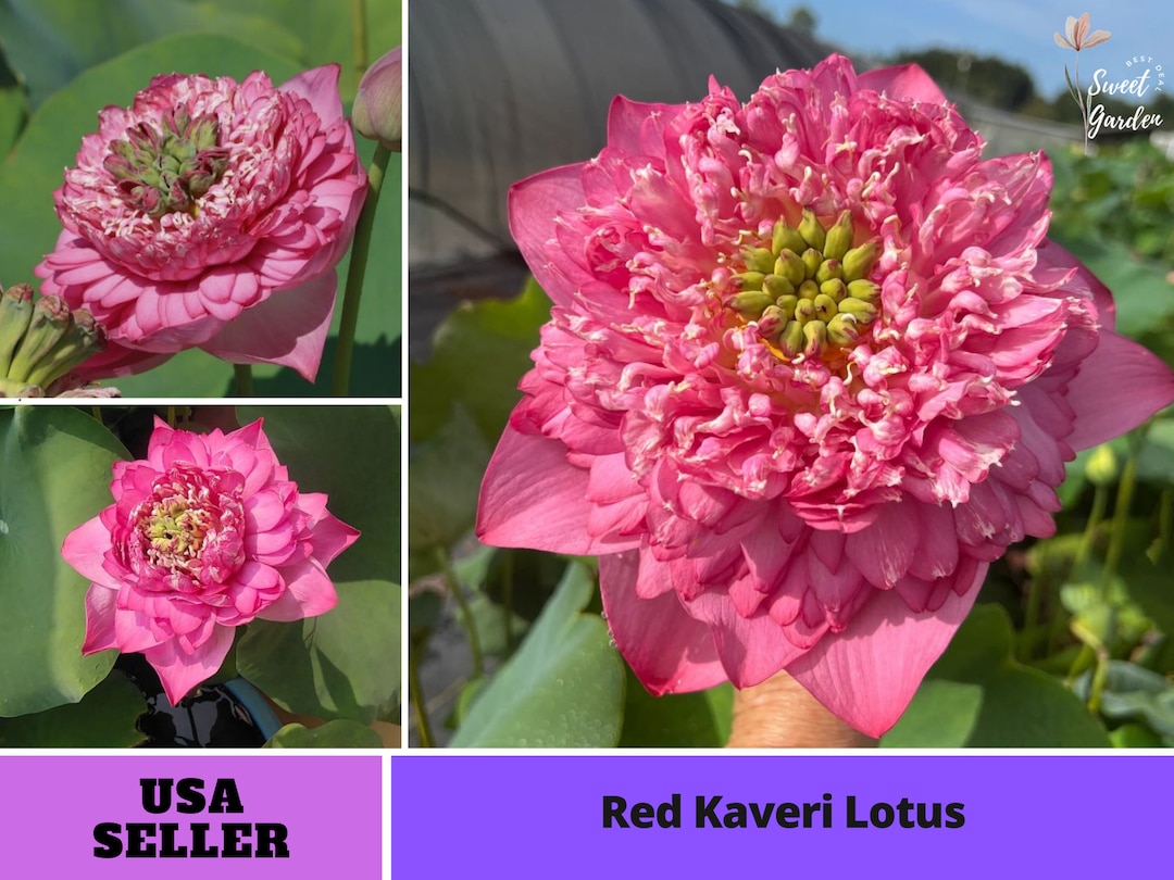 5 Rare Seeds Red Kaveri Lotus Seeds Indian Lotus nelumbo Nucifera Seeds ...
