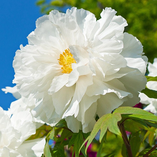 Renkaku Tree Peony Seeds | Heirloom Perennial Flowers (10+ Seeds) - Etsy