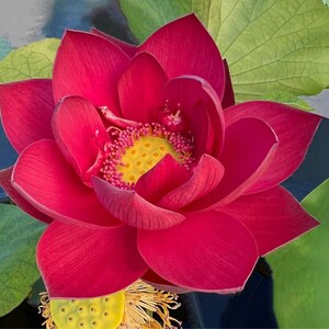 5+ Rare Seeds| Brilliant Red Happy Lover Lotus Seeds - Indian Lotus ...