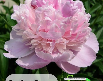 10+ Rare Seeds| Muti-mix Peony Seeds - Perennial - Authentic Seeds ...
