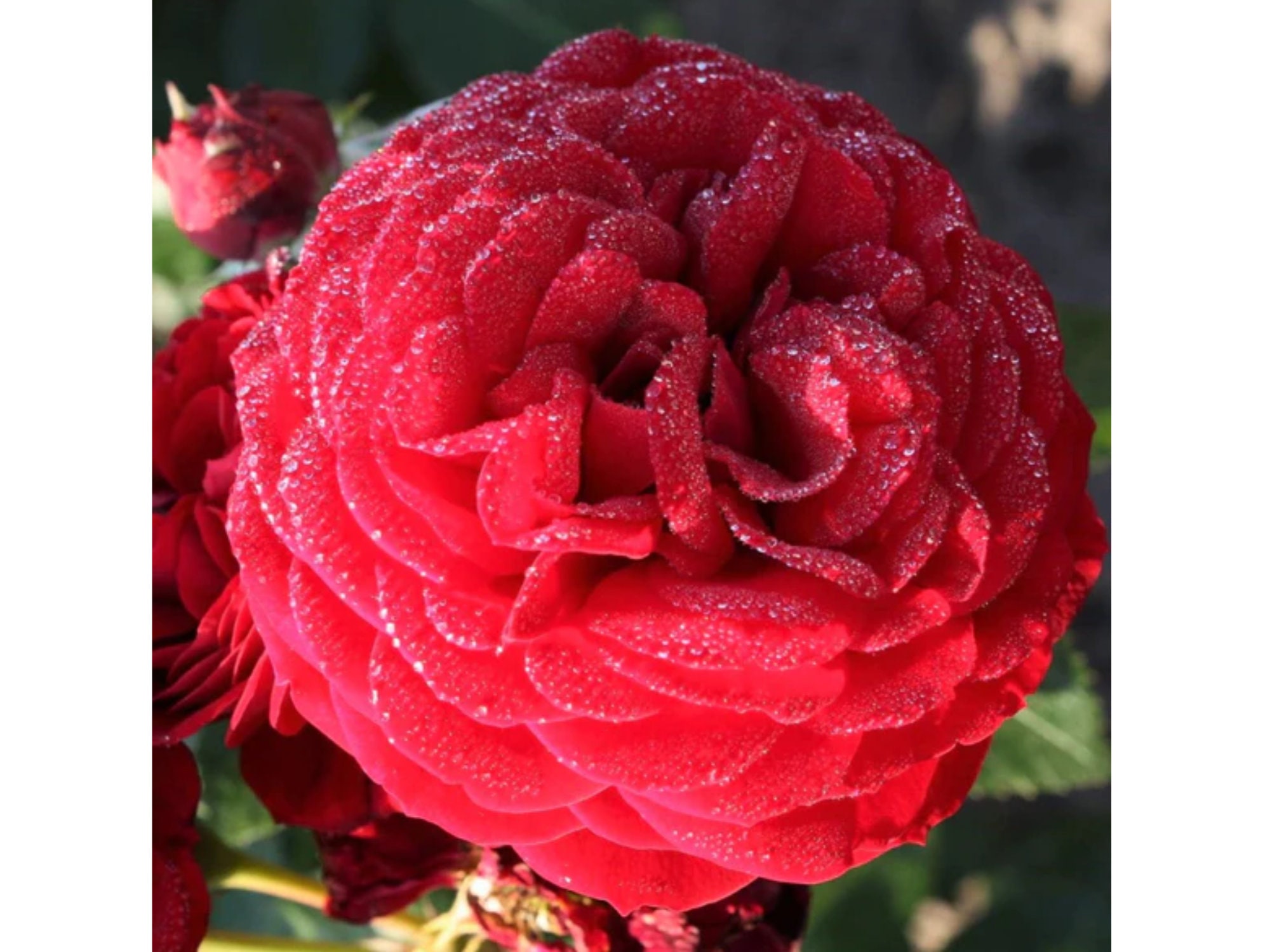 Bordeaux Rose Seeds – Authentic Perennial Climbing Flowers - Etsy