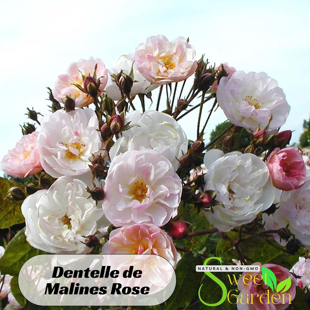 Dentelle De Malines Rose Seeds - Perennial - Authentic Seeds - Flowers ...