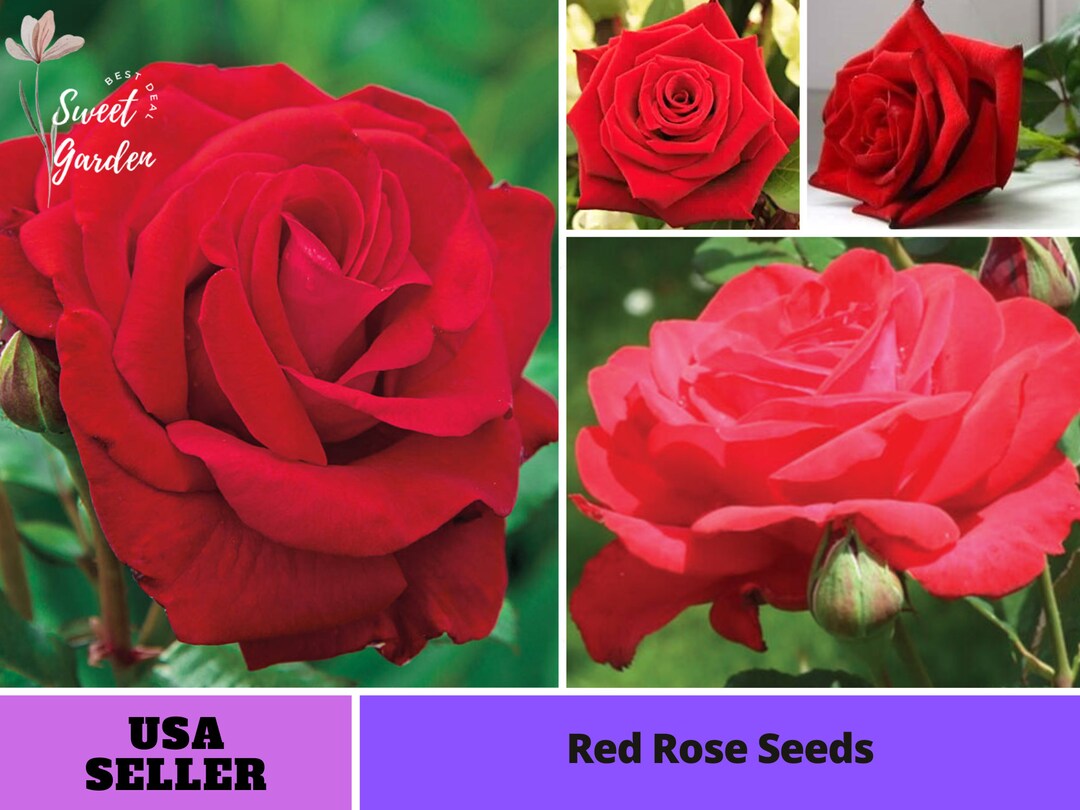 Red Rose Seeds Perennial Authentic Seeds Flowers Easy to Grow Climbing ...