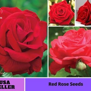 Red Rose Seeds Perennial Authentic Seeds Flowers Easy to Grow Climbing ...